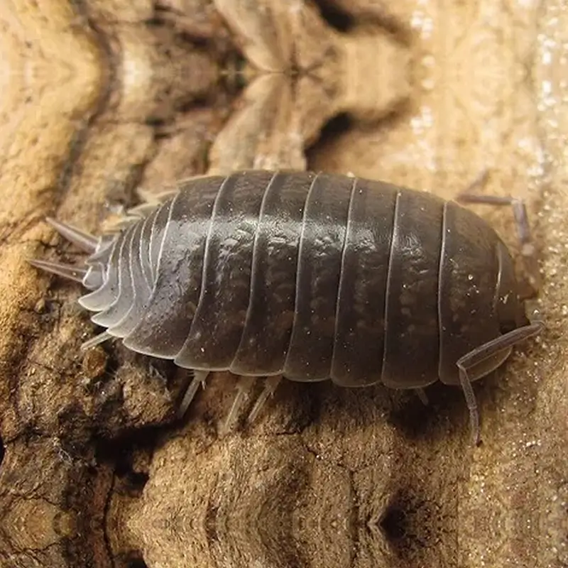 50 Chanchito de Tierra Isopodo Porcellio Laevis - La Bichería