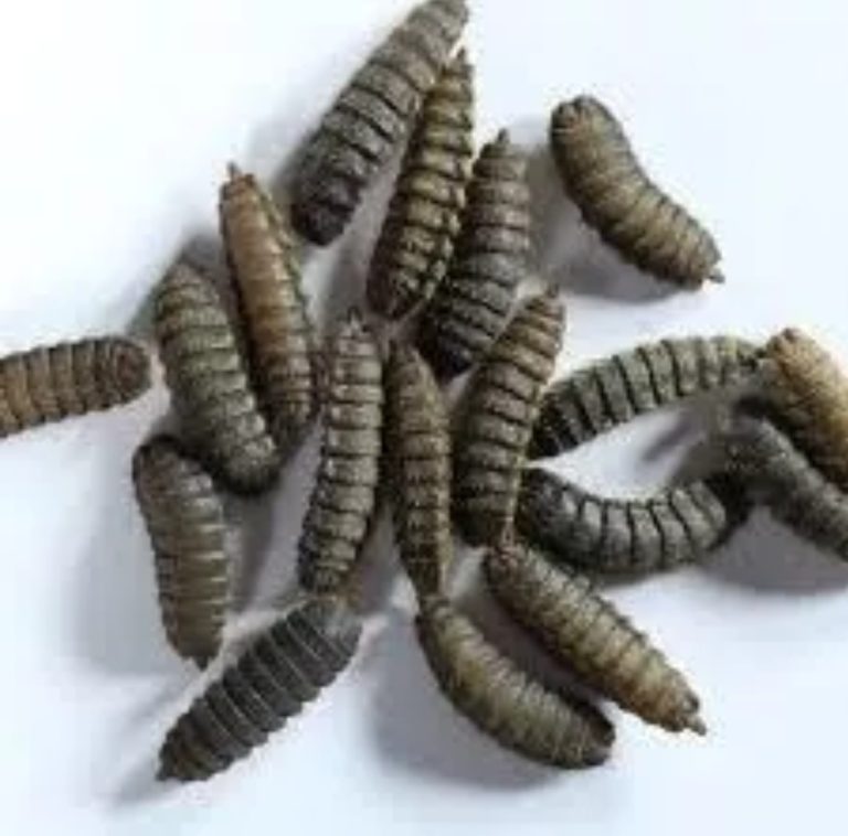500 Larvas de mosca soldado (Hermetia illucens) - La Bichería