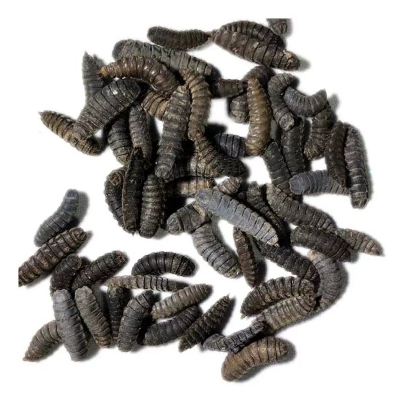 1000 Larvas de mosca soldado (Hermetia illucens) - La Bichería