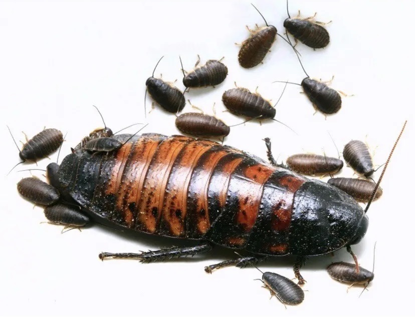 100 Cucarachas Dubias Juveniles - La Bichería