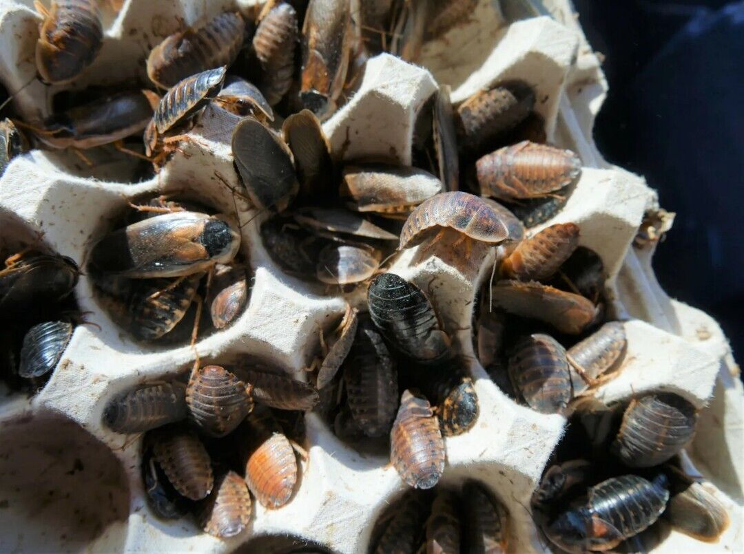 50 Cucarachas dubias medianas - La Bichería